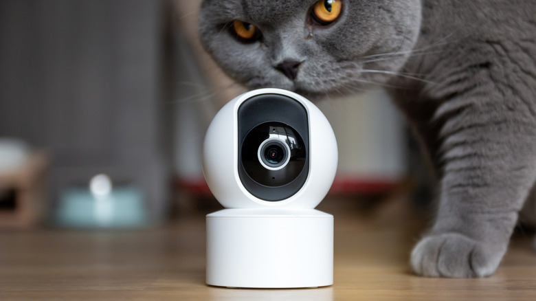Wireless vs. wired security cameras: Which is best for your home?