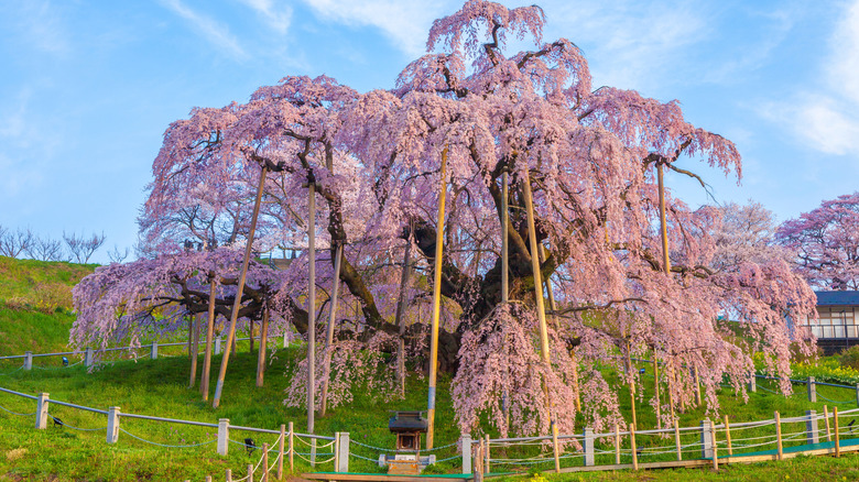15 flowering trees that are perfect for your yard