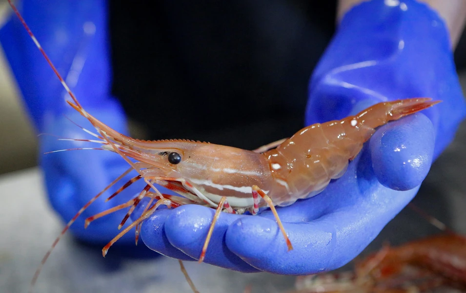 How to spot truly fresh seafood when dining out