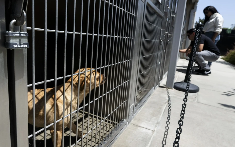 Senior rescue dog Boone recovers after major surgery
