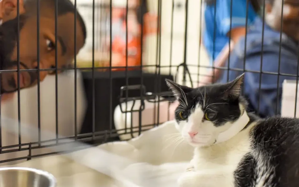 Senior dog Boone and cat Mustache show rescue innovation