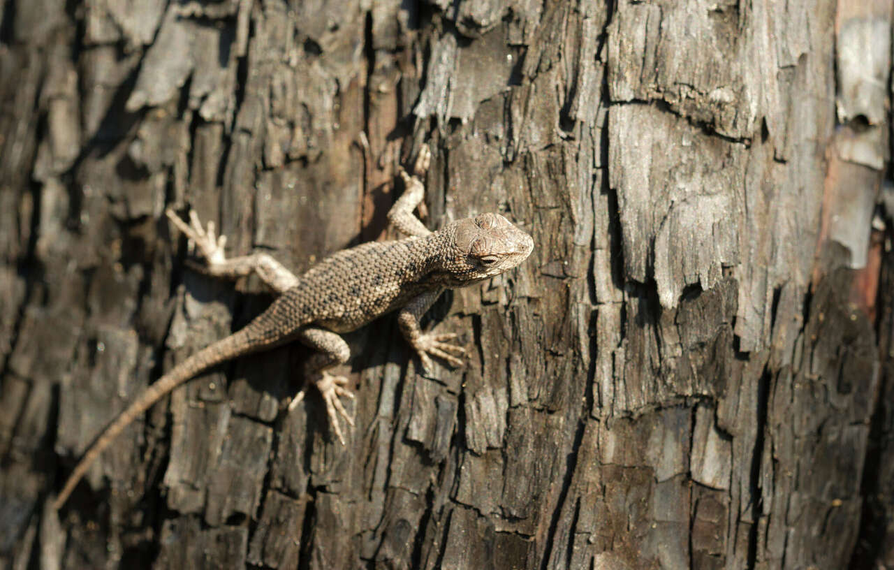 Trump administration moves to possibly revoking Texas lizard of protections