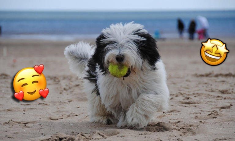 Video viral: perro invita a desconocidos a lanzar su pelota en una ...