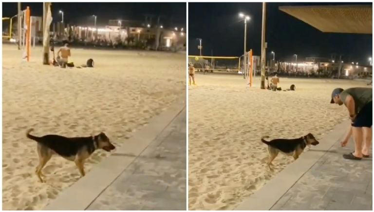 Video viral: perro invita a desconocidos a lanzar su pelota en una ...
