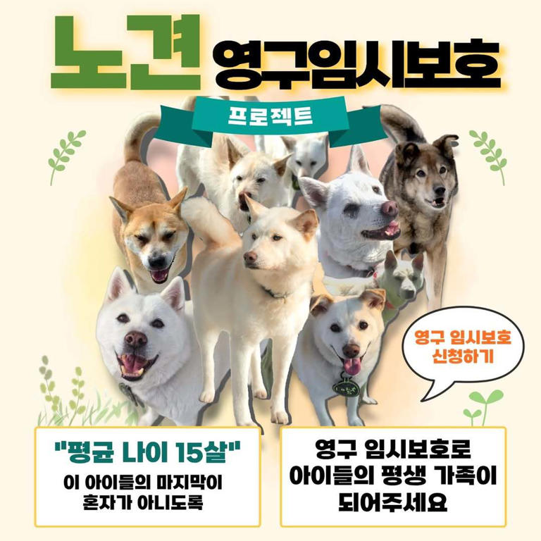“병원비는 우리가 낼게요”…15살 보호소 노견들 가족 찾기 나섰다