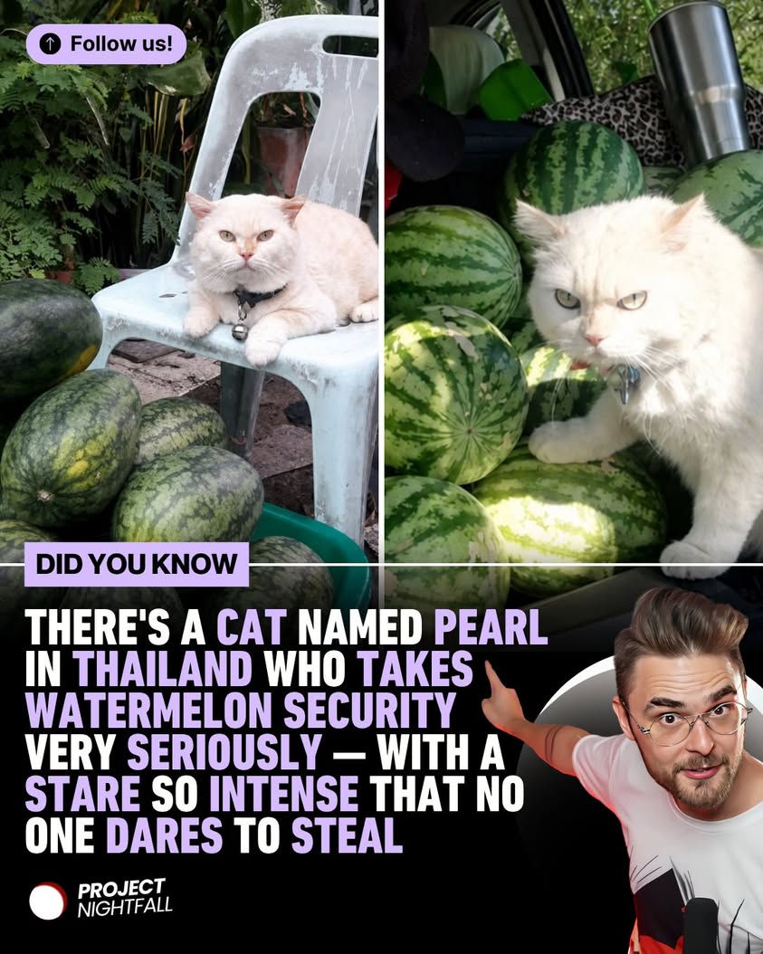 Beware the glare! Thailand's grumpy cat wields fury to guard priceless ...