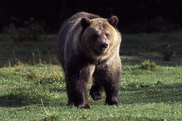 Hiker survives horrific grizzly bear attack in Montana: 'Looked down ...