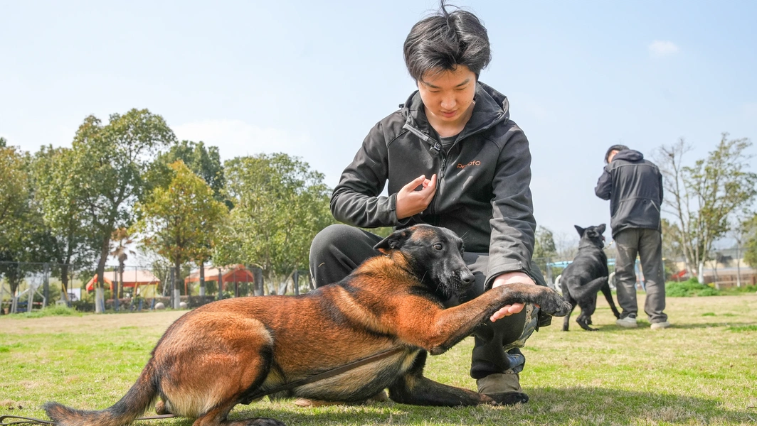 New guidance favors temperament-based dog training over alpha methods