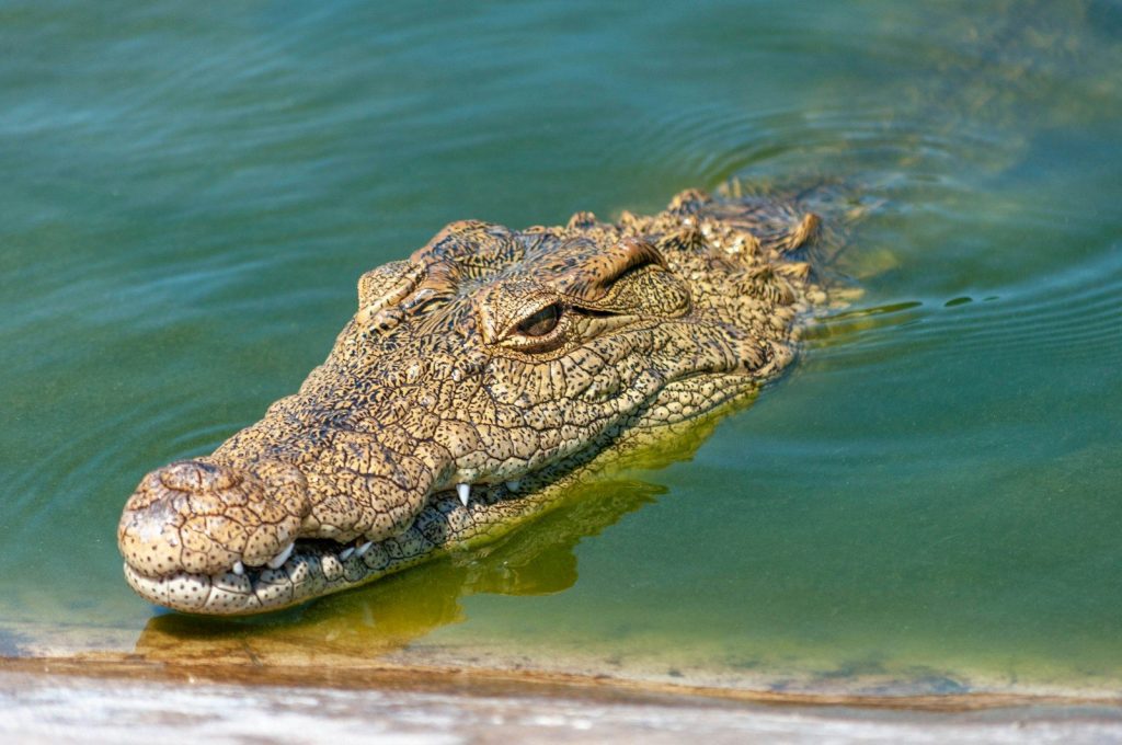 He let go of his wife’s hand seconds before a crocodile dragged him ...