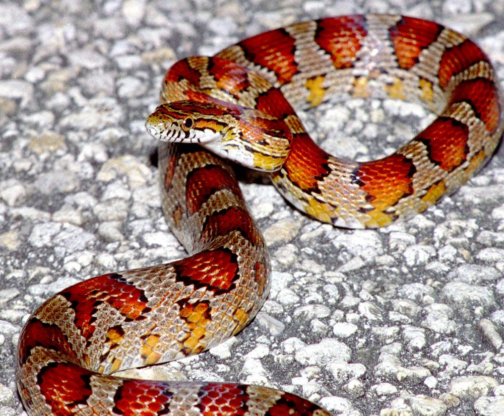Unexpected corn snake encounter on Georgia golf course captures ...