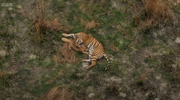 BBC viewers floored by 'never seen before' Tiger Island footage