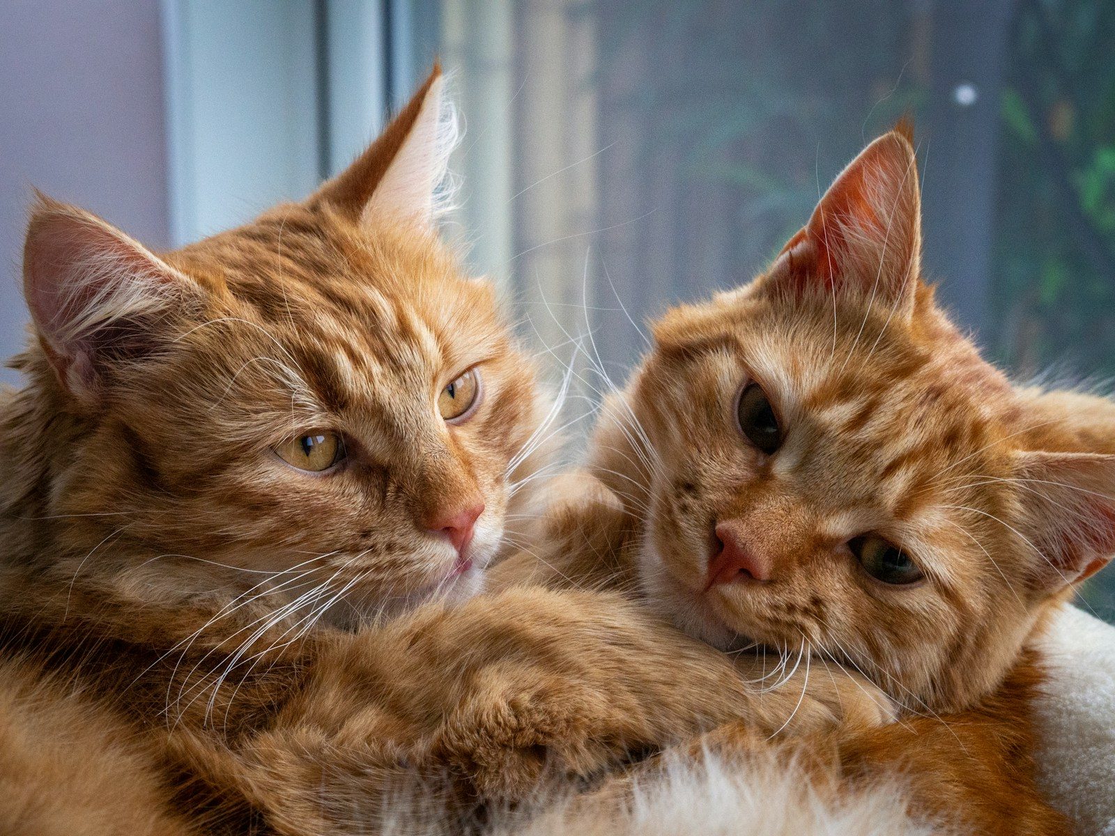 Do male and female cats have different personalities?