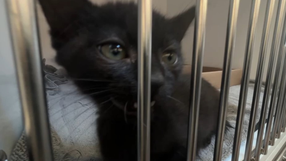 More than 300 pets find new homes in San Diego adoption event
