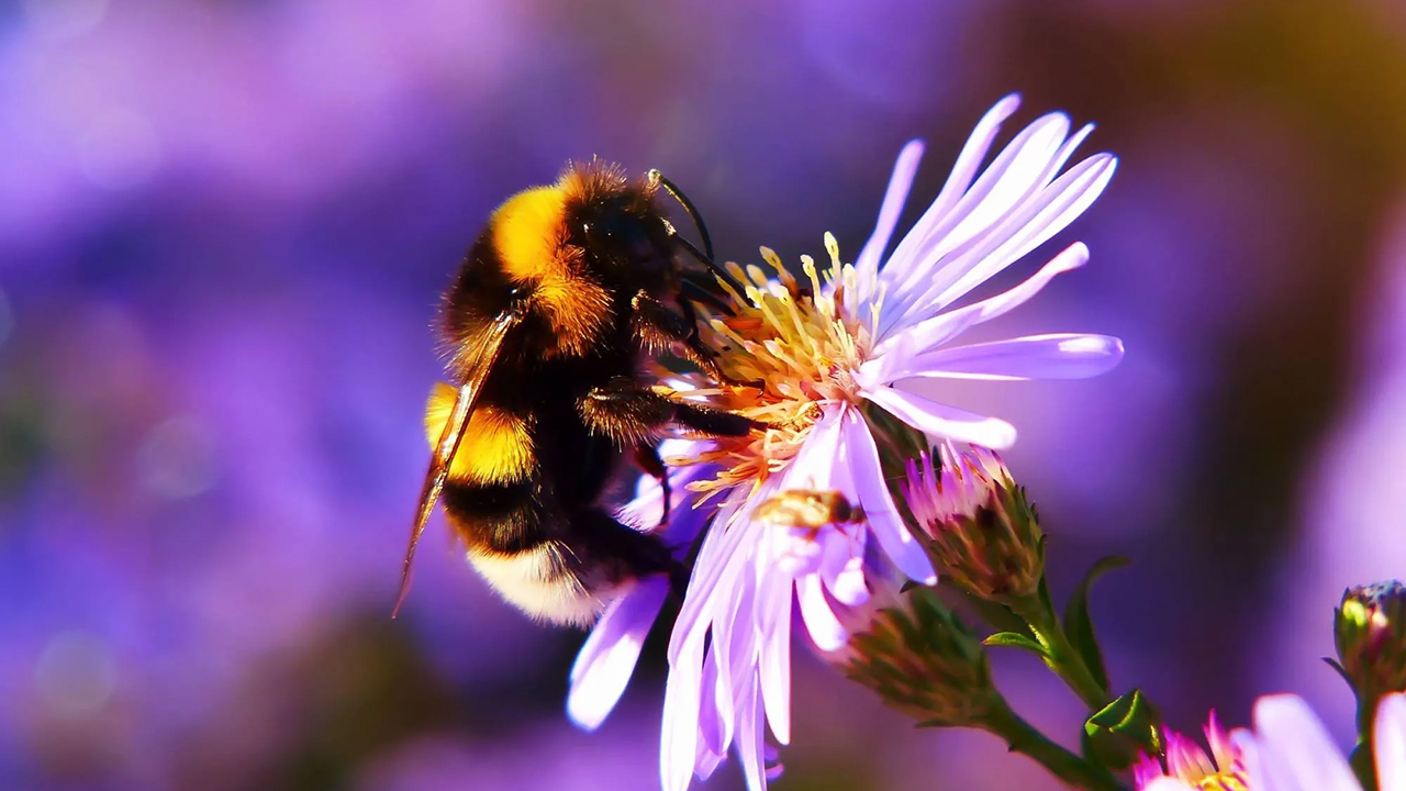 Research shows what works best for bees, butterflies, and other ...