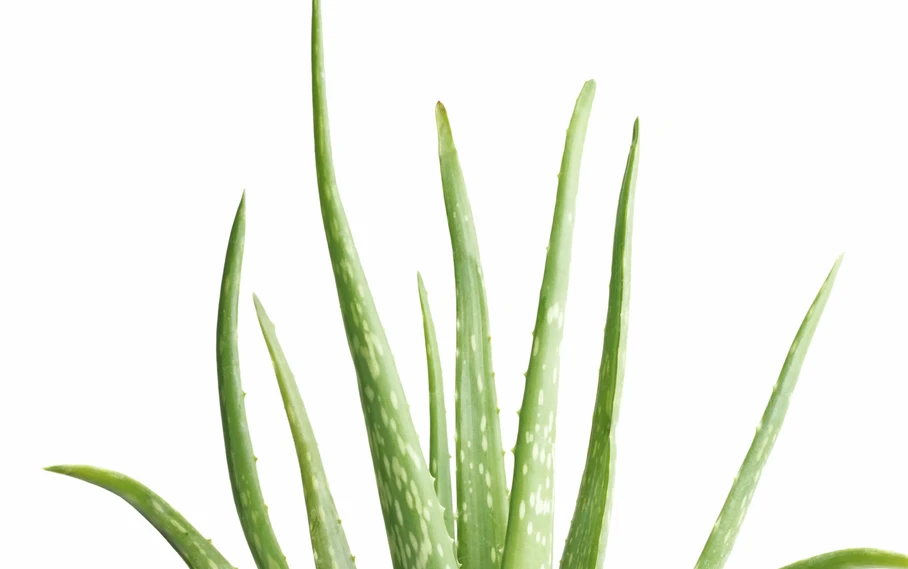 Aloe vera care made simple for happy plants