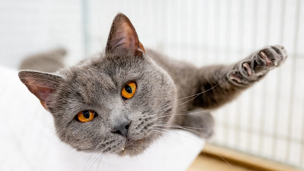 Making your home cat friendly for every stage