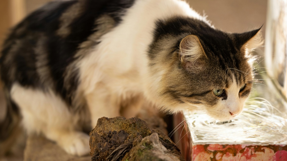 Is your cat showing these signs? It could be early kidney disease