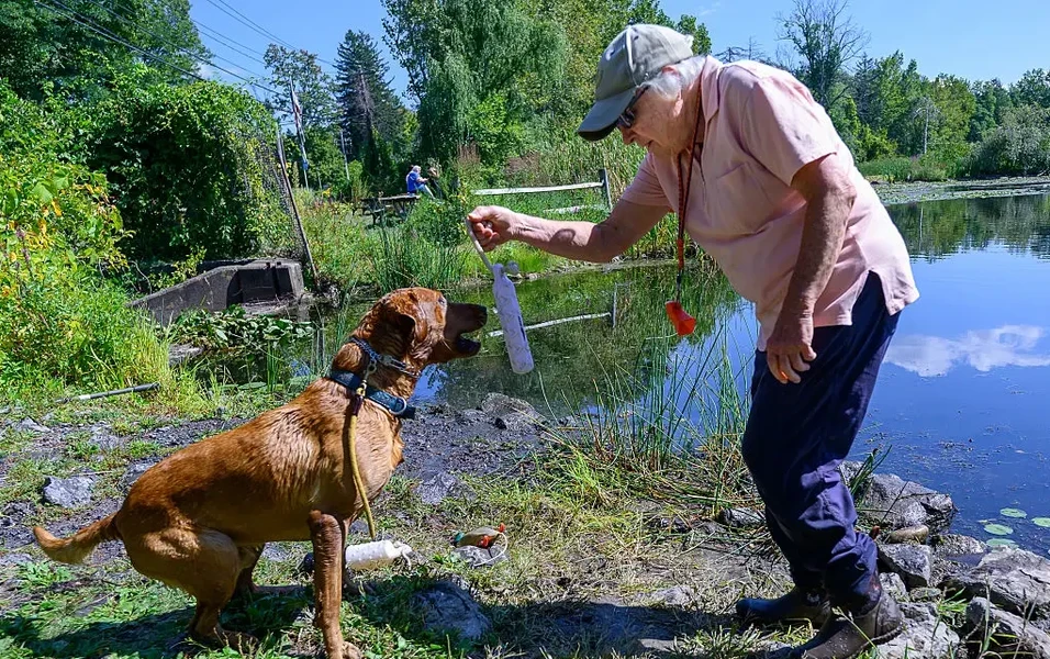 Finding your perfect affectionate dog breed match
