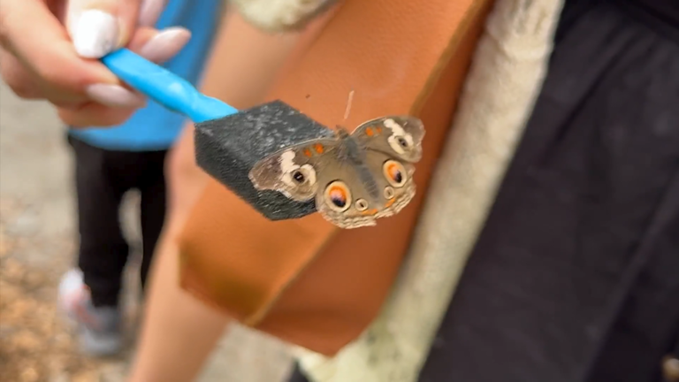 Butterflies, pollinators and family fun take flight at Chattahoochee ...
