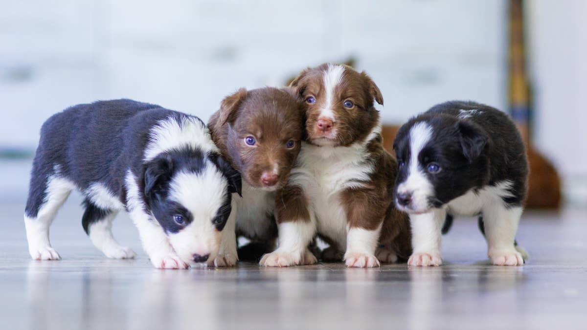 7 abandoned puppies with 'no way to survive' were running out of time ...