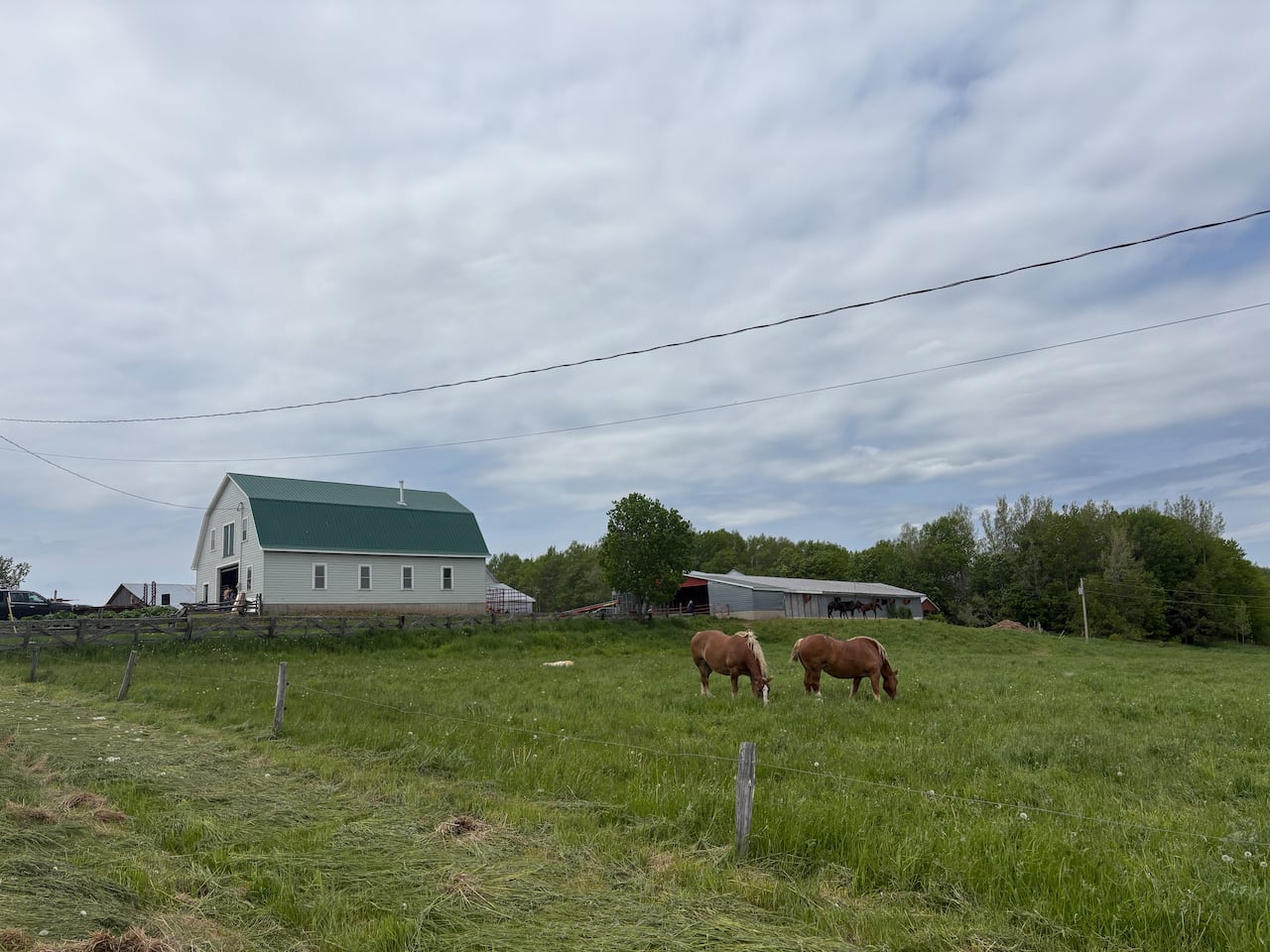 'You got to hold back tears': N.B. farmer watches family history sold ...