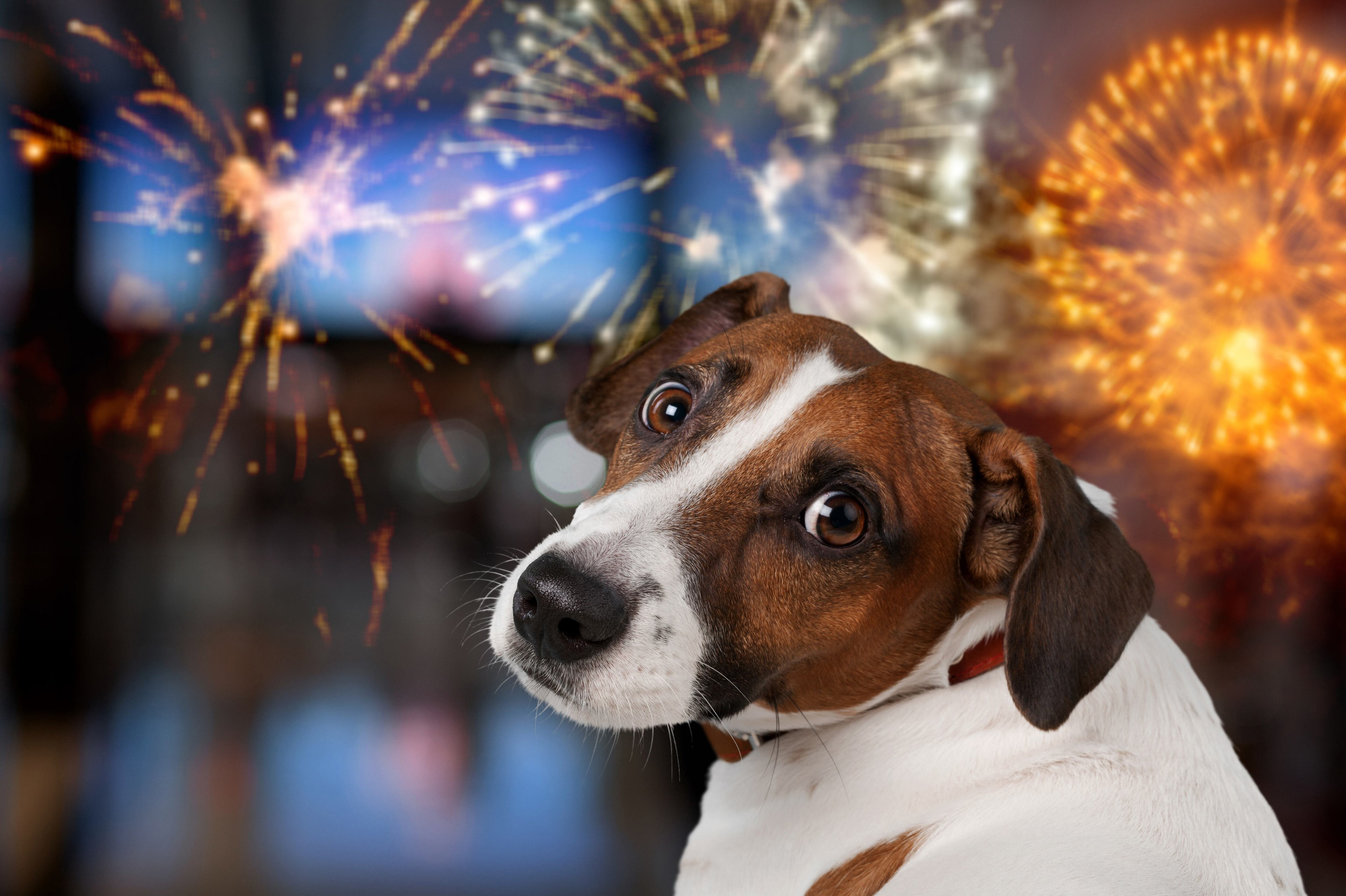 Nebraska Humane Society: Preparing Fido for the inevitable ‘boom’