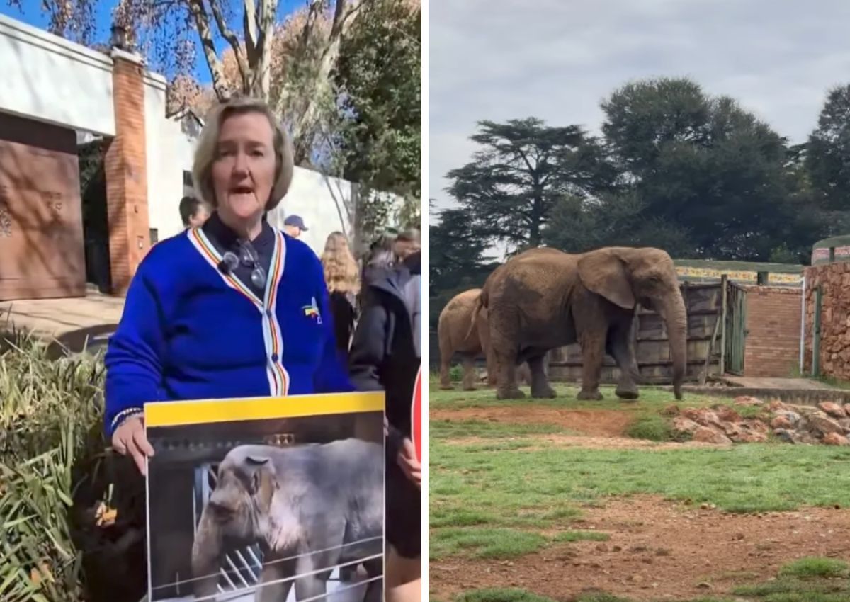 DA wants elephants removed from Joburg zoo – here's why