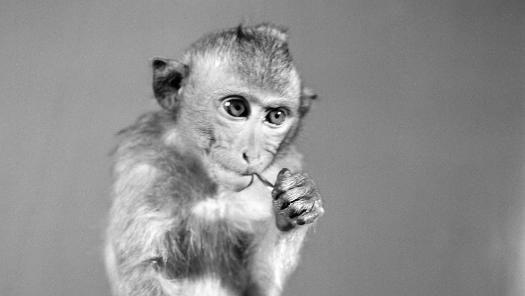 Golden monkeys remain off-limits under strict global laws