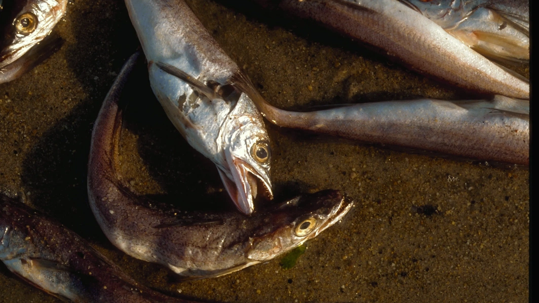 San Carlos Lake shuts after total fish die-off