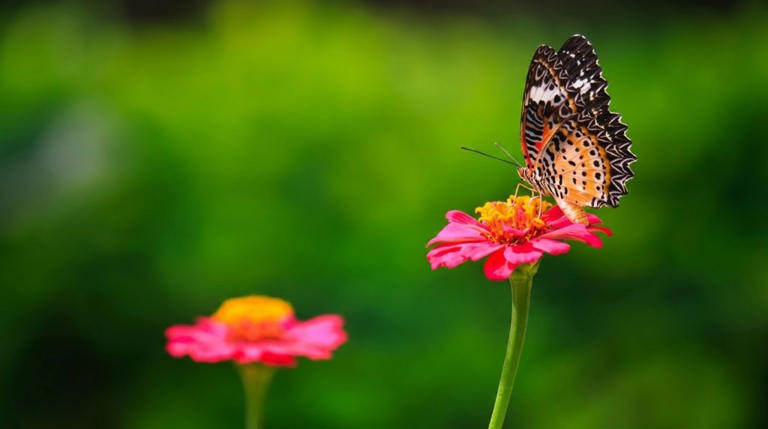 Butterflies need more than flowers and what they're really looking for ...