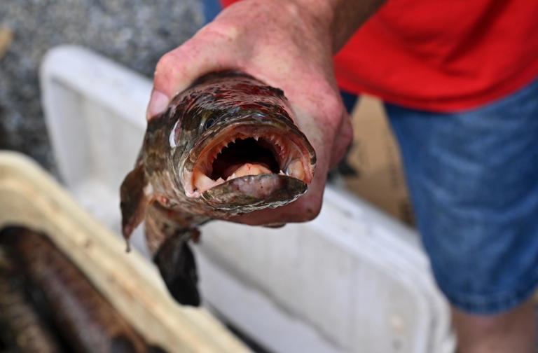 Ravenous 'Frankenfish' that can walk on land found on Long Island for ...