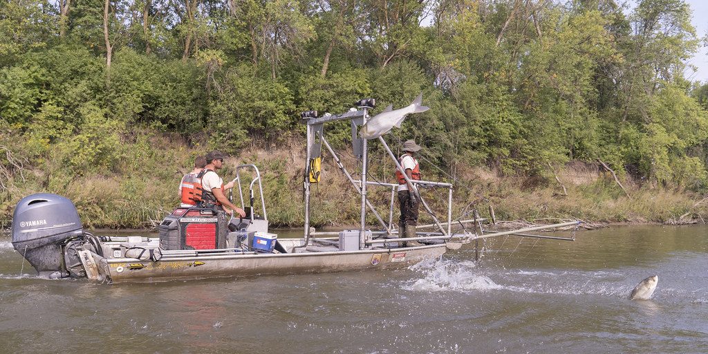 Illinois River sees 50 million pounds of invasive fish cleared from its ...