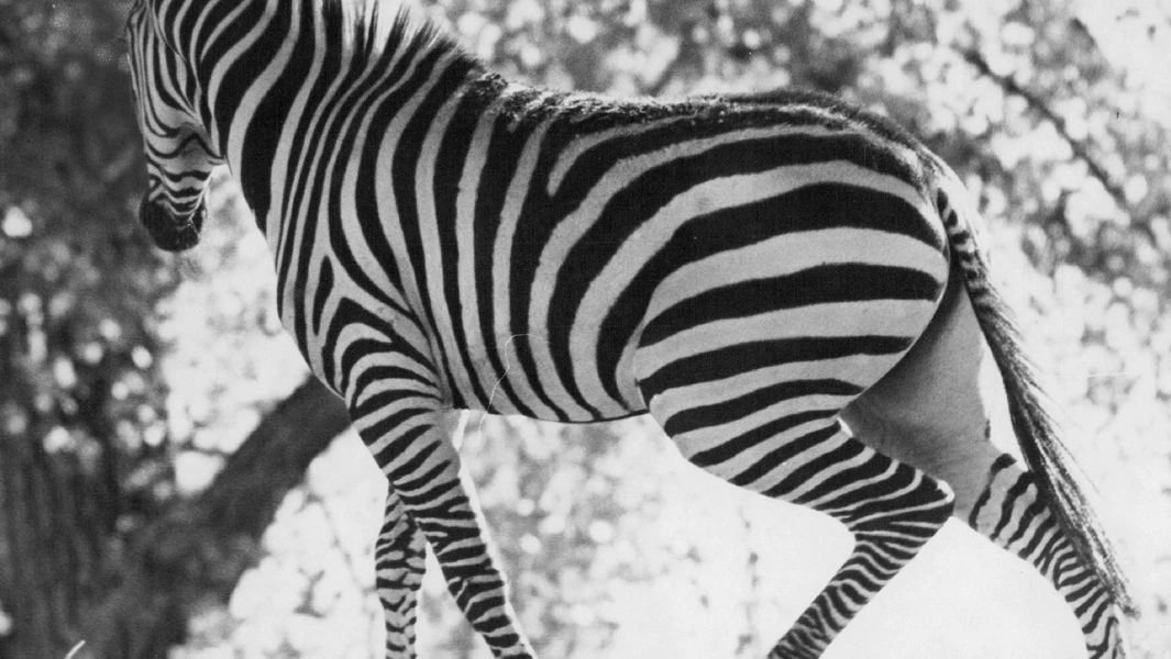 Why zebras never became our horses