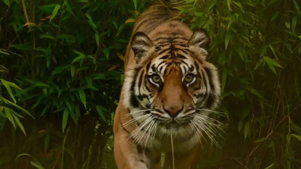 Tiger attacks couple near UP's Katarniaghat; woman injured