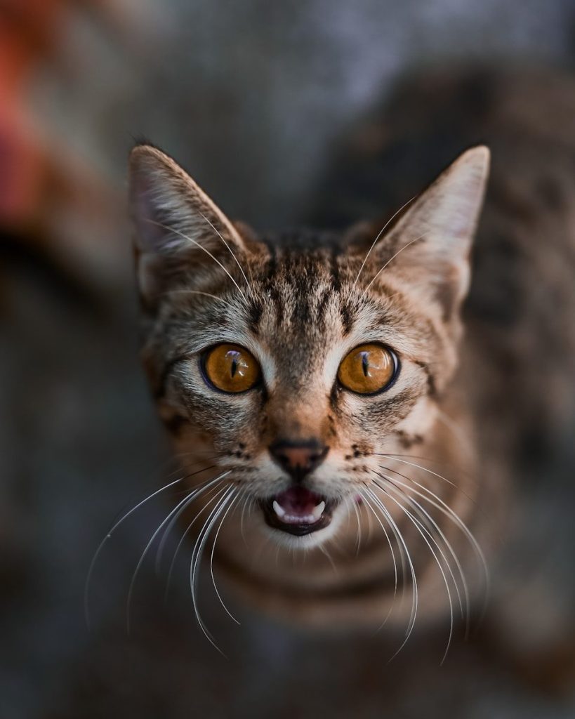 Are your daily words secretly stressing your cat?