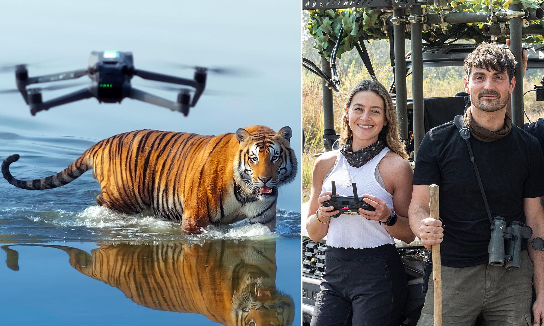 Stevens reviews Tiger Island: Tigers aren't just ferocious killers