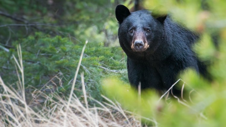 Bear sightings prompt warnings in Franklin County