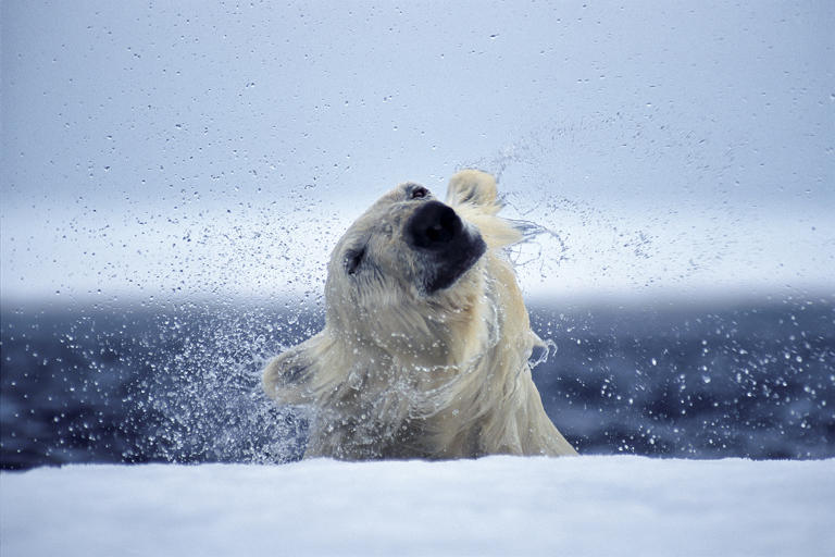 Paul Nicklen's reveals his camera set-up tips for award winning ...