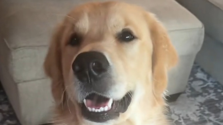 'Howls in especially heinous': Golden retriever jamming to Law & Order ...