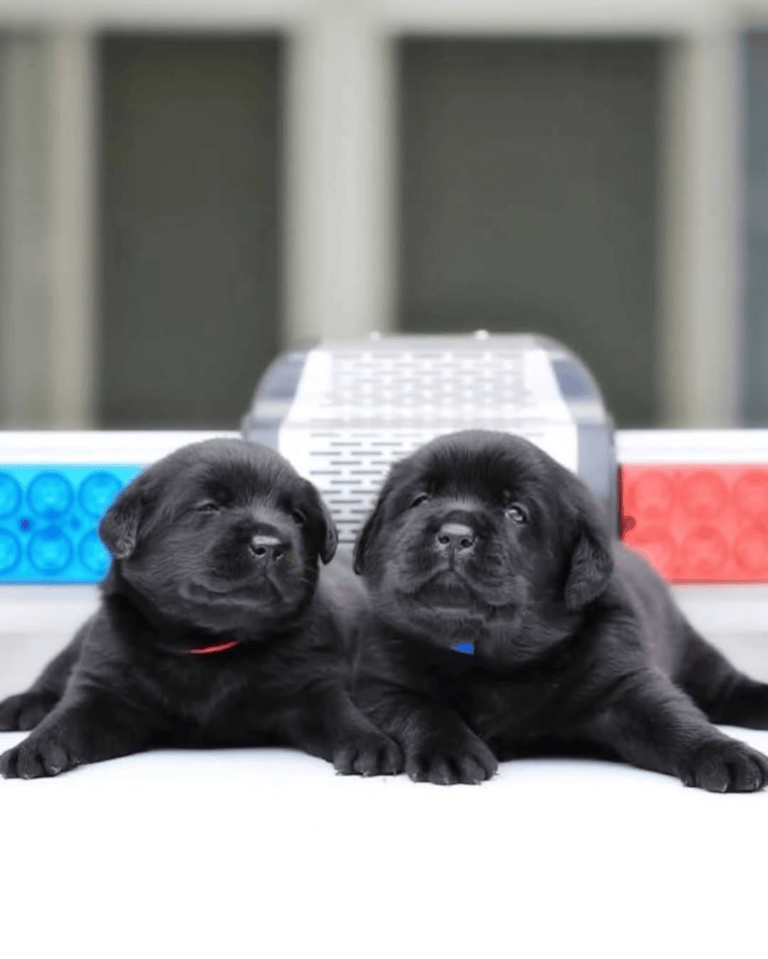 Policía de Taiwán presenta a sus adorables cachorros reclutas y ...