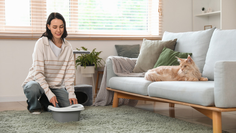 Forget the bathroom: There's a cuter way to cover an unsightly cat ...
