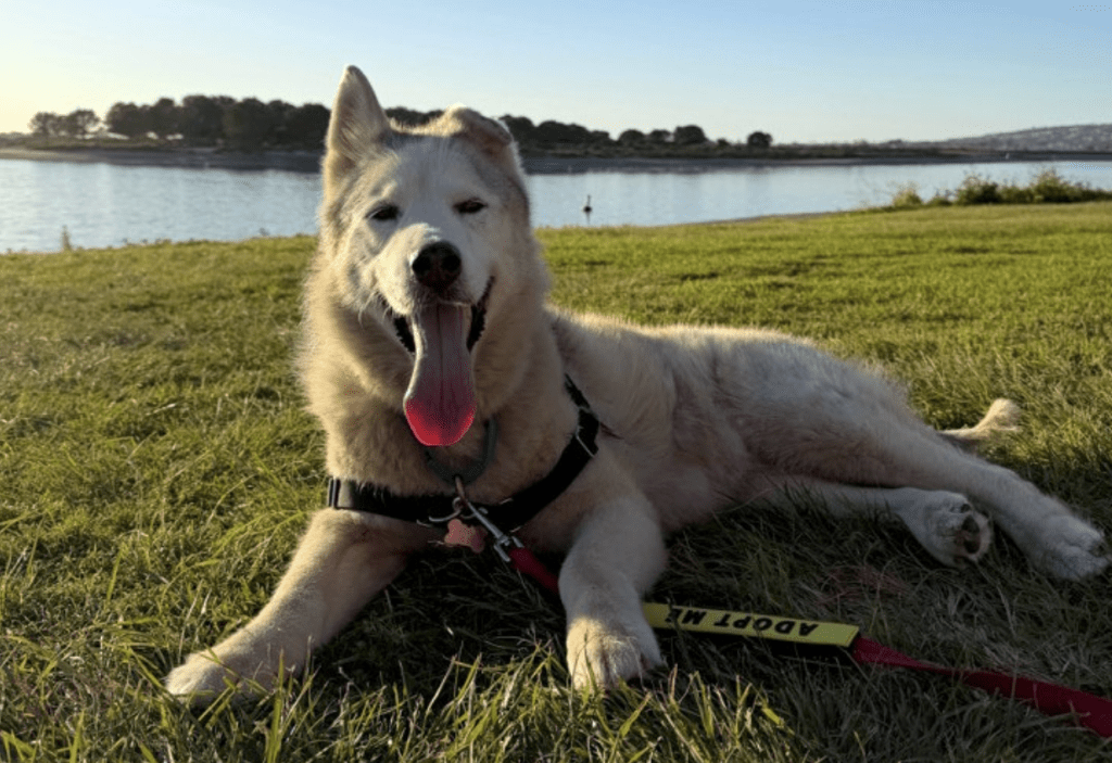 More than 300 pets find furever homes after Humane Society waives ...