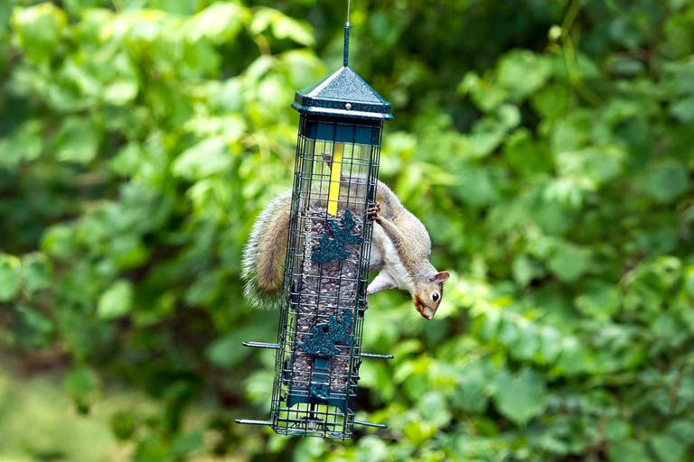 If squirrels keep stealing your birdseed, try these 11 squirrel-proof ...