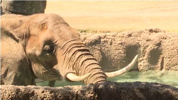 Cameron Park Zoo will no longer have elephants