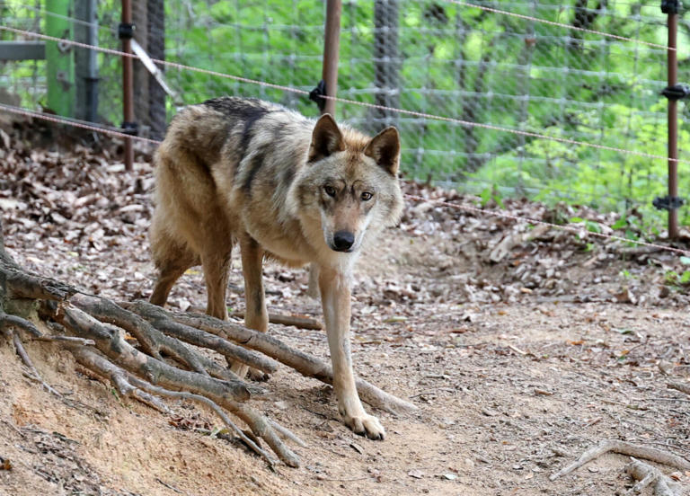 O-World's infamous escaped wolf gets media parade prior to zoo's reopening