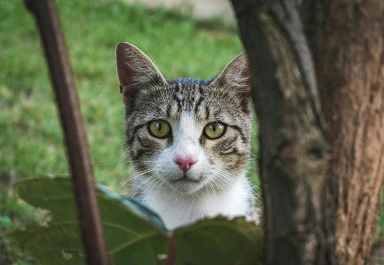 How you can stop your cat from bringing home unwelcome pathogens