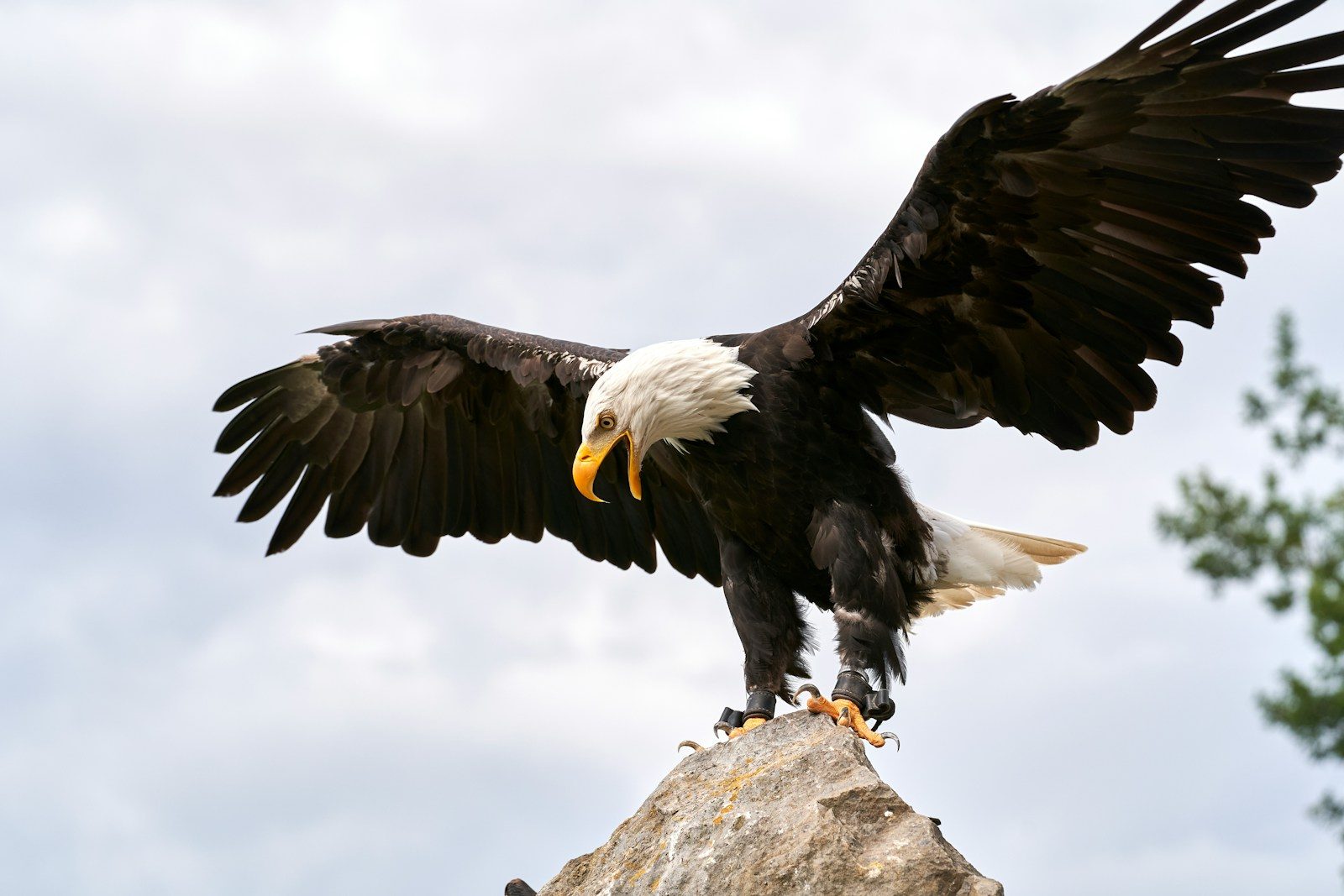 7 US states with surprisingly large bald eagle populations
