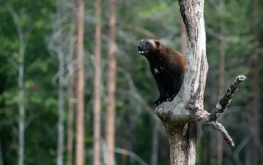Sweden’s wolverine rescue model falters amid funding freeze