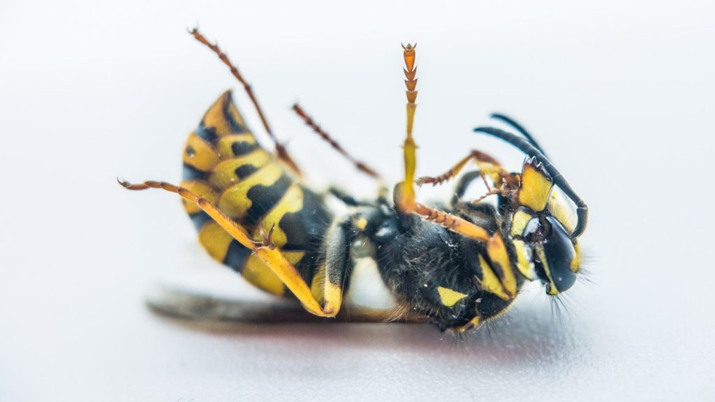The 'cow killer' wasp has one of the most painful stings in nature