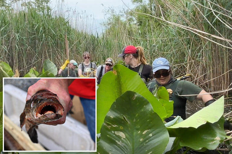 Ravenous 'Frankenfish' that can walk on land found on Long Island for ...